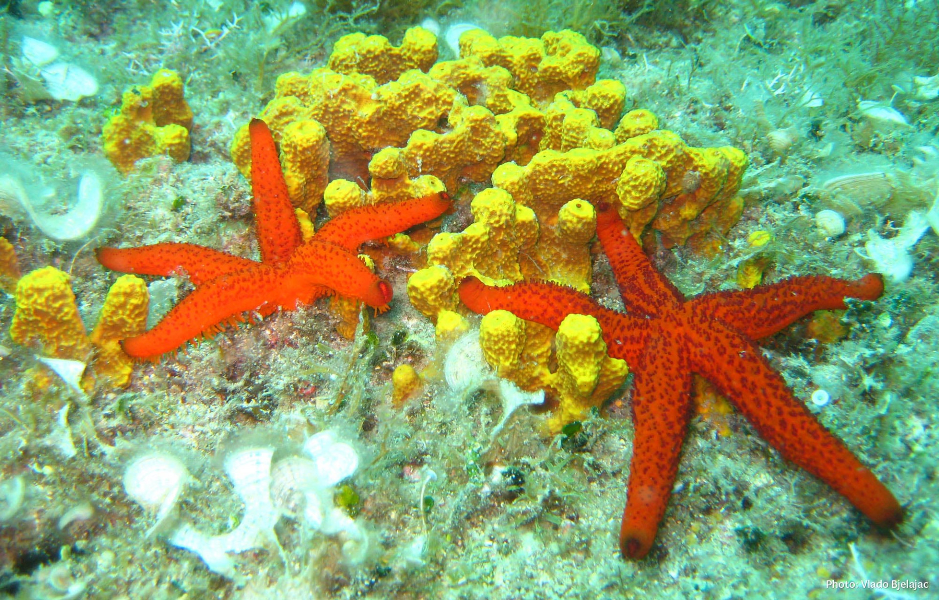 Podmorje Nacionalnog parka Brijuni | Nacionalni park Brijuni