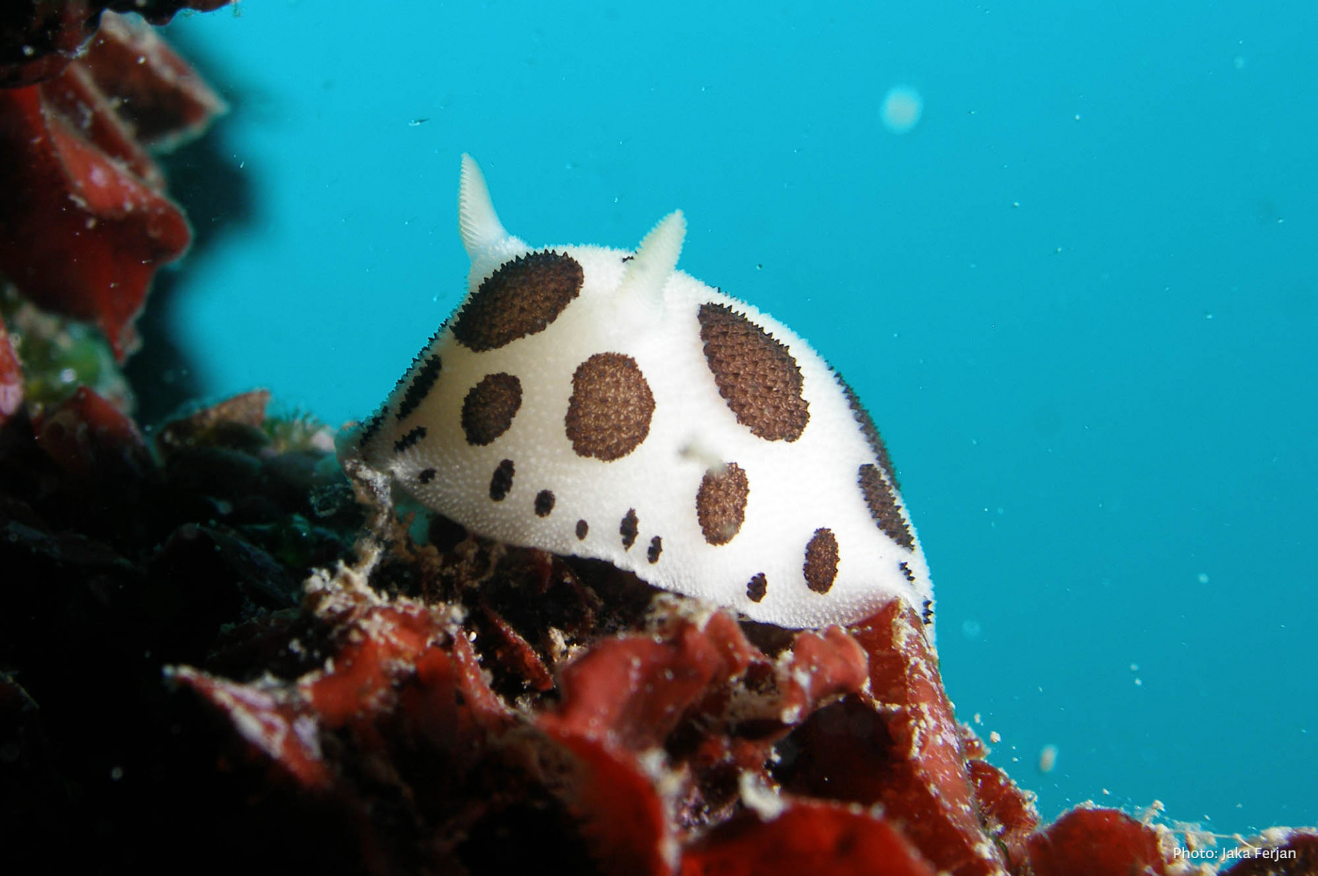 Fotos | Brijuni Nationalpark