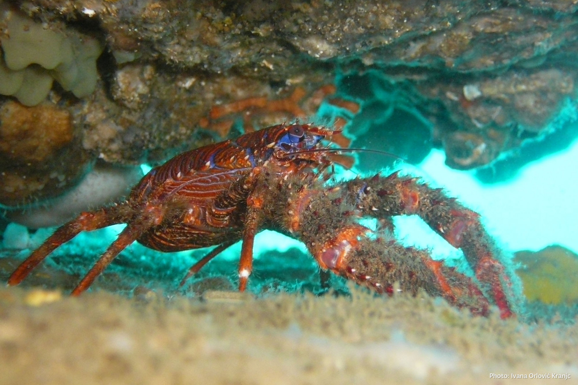 Fotografije | Nacionalni park Brijuni