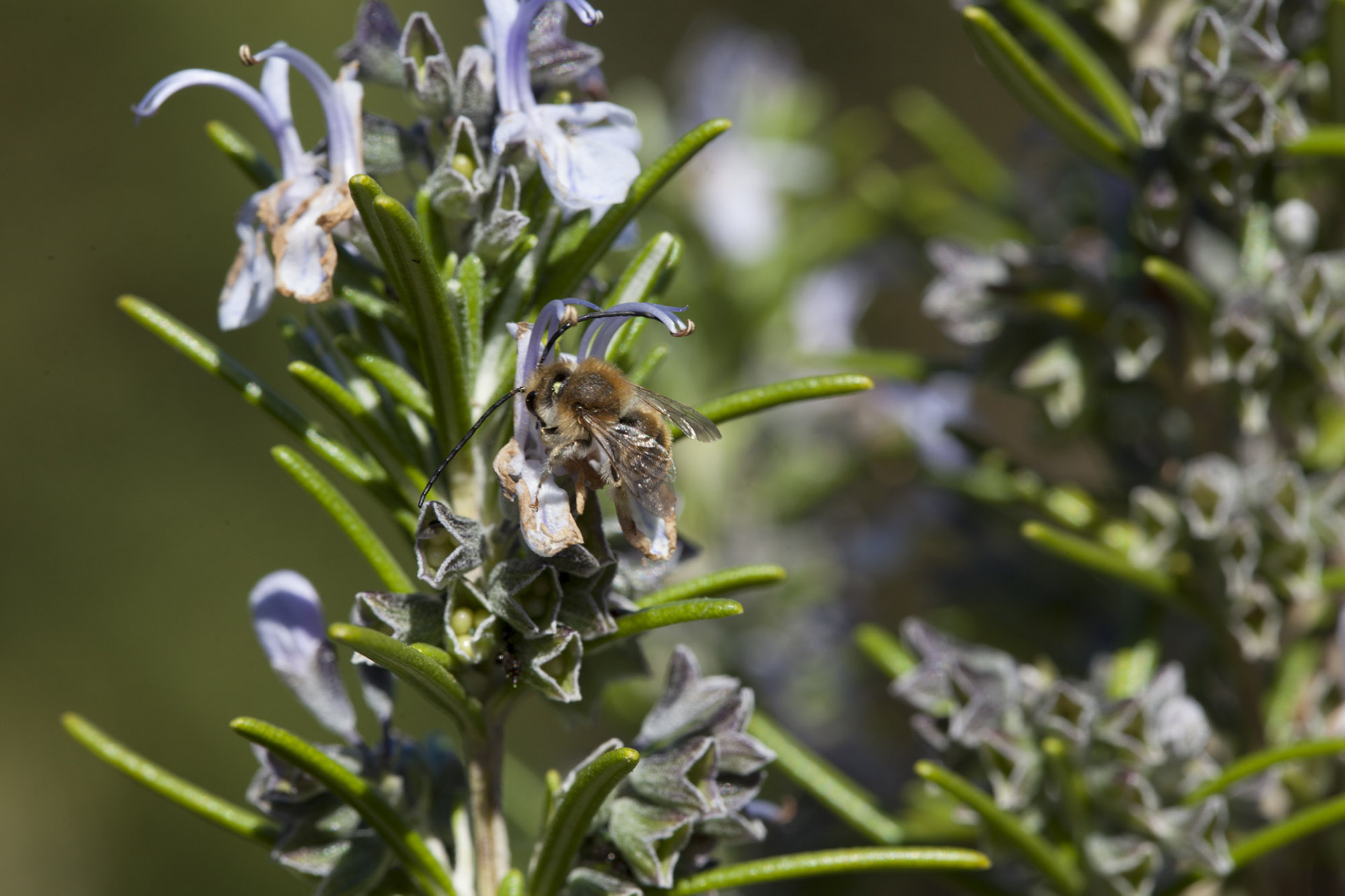 Fotografije | Nacionalni park Brijuni