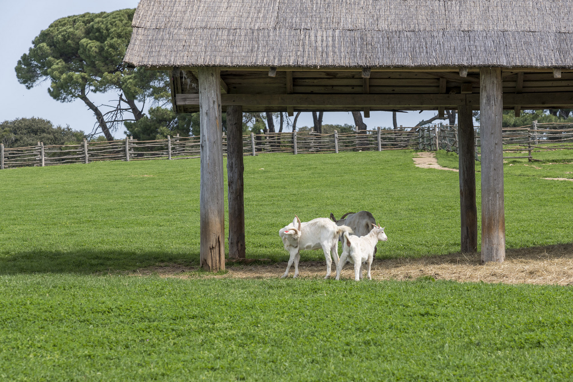 Fotografije | Nacionalni park Brijuni