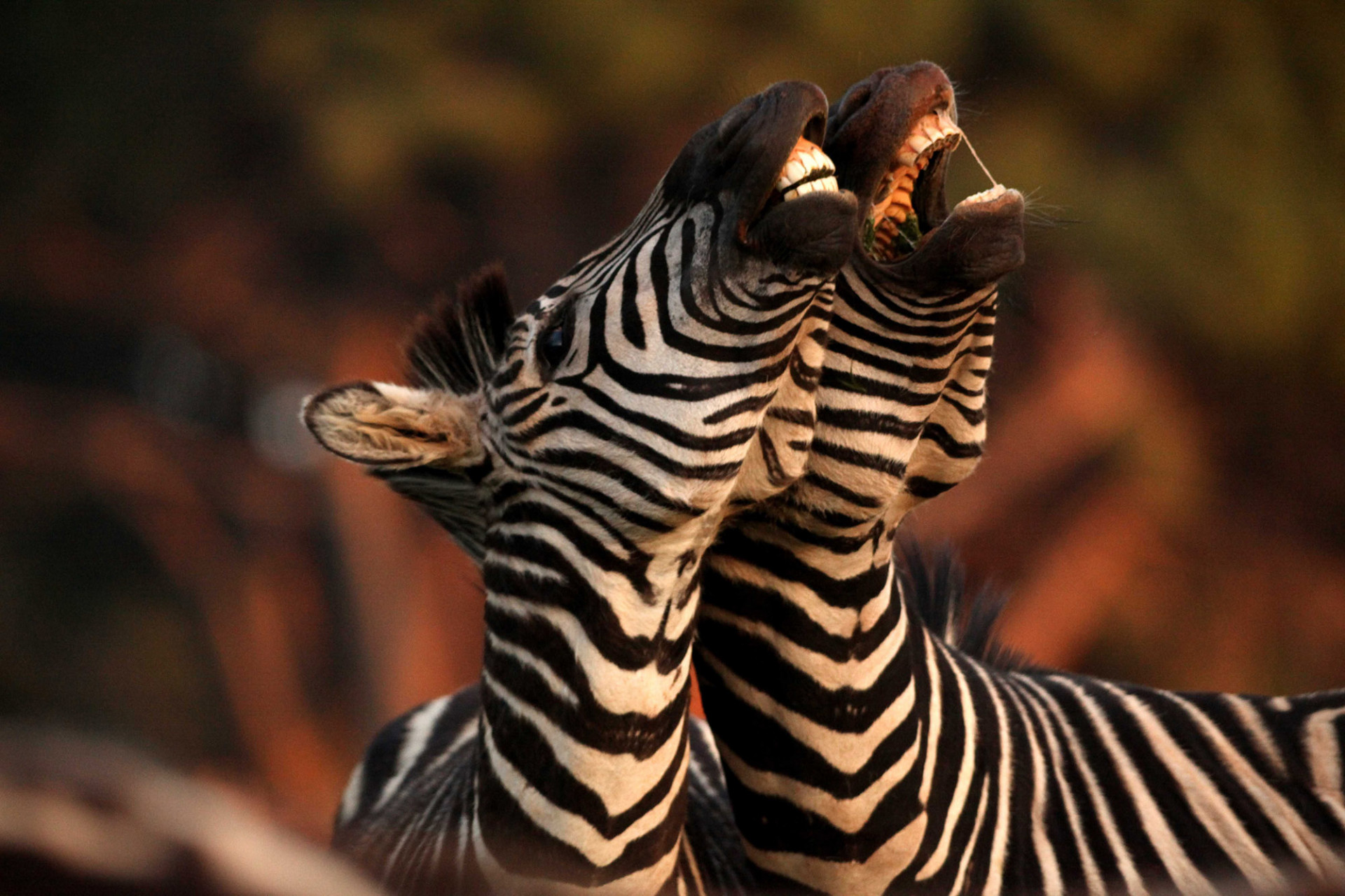 Fotos | Brijuni Nationalpark