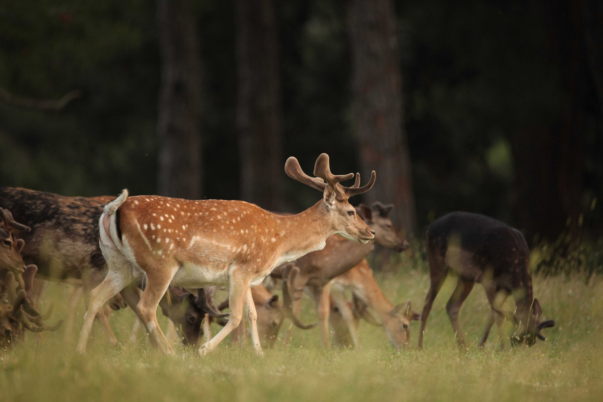 Fotografije | Nacionalni park Brijuni