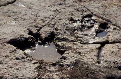 Dinosaurs on Brijuni | Brijuni National Park